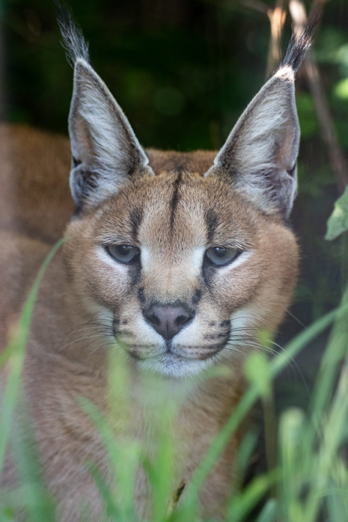 Finnigan - WildCat Ridge Sanctuary