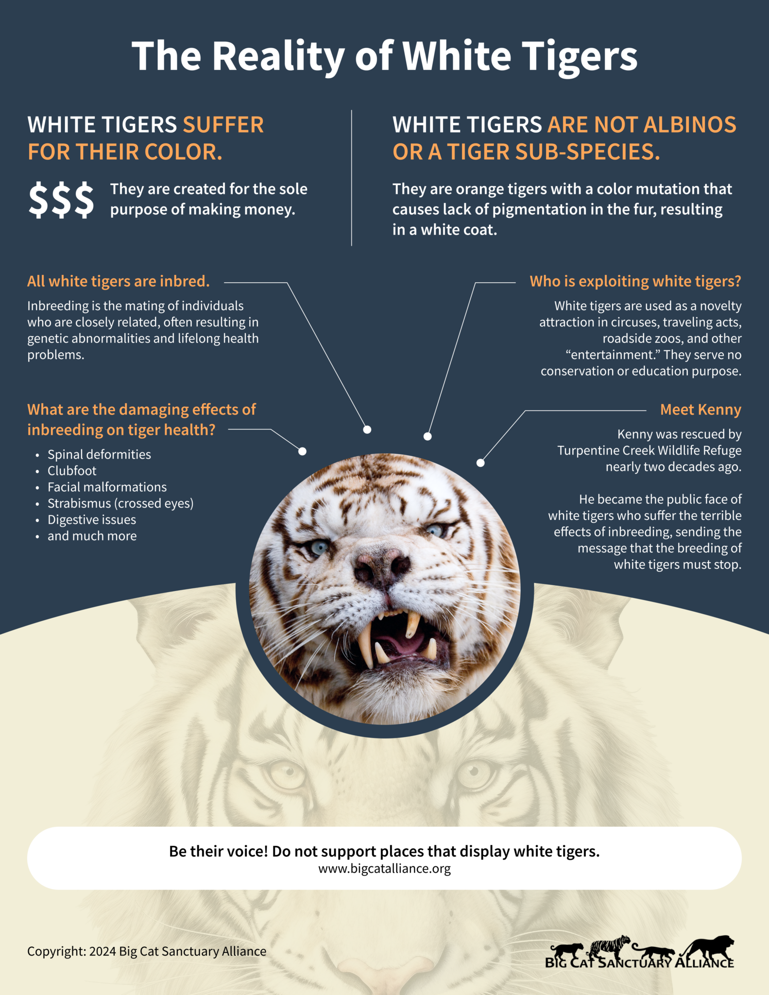White Tigers: Understanding the Reality