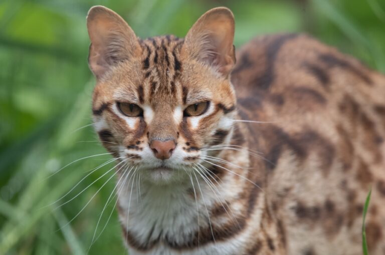 Hybrids - WildCat Ridge Sanctuary