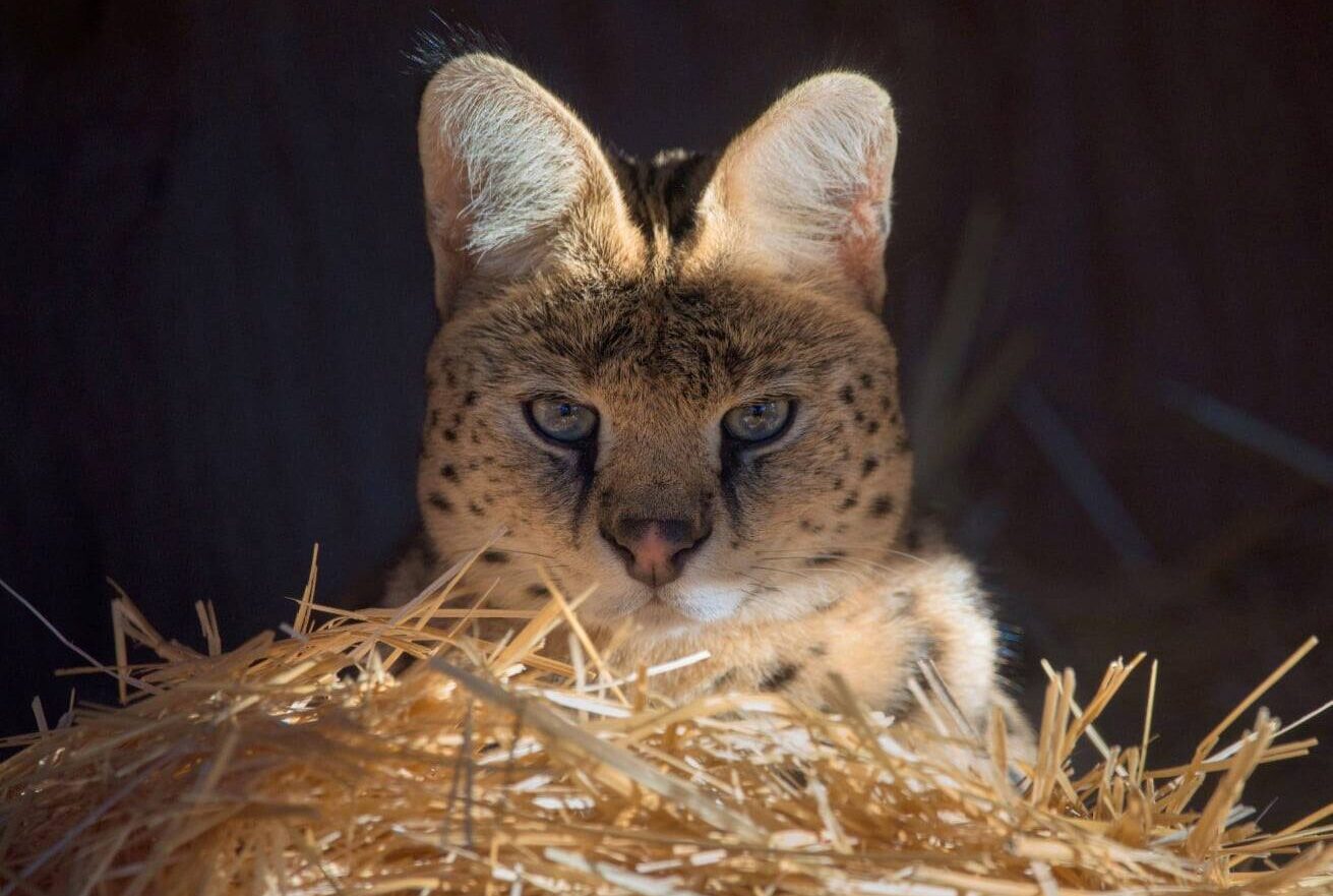 African Serval - WildCat Ridge Sanctuary