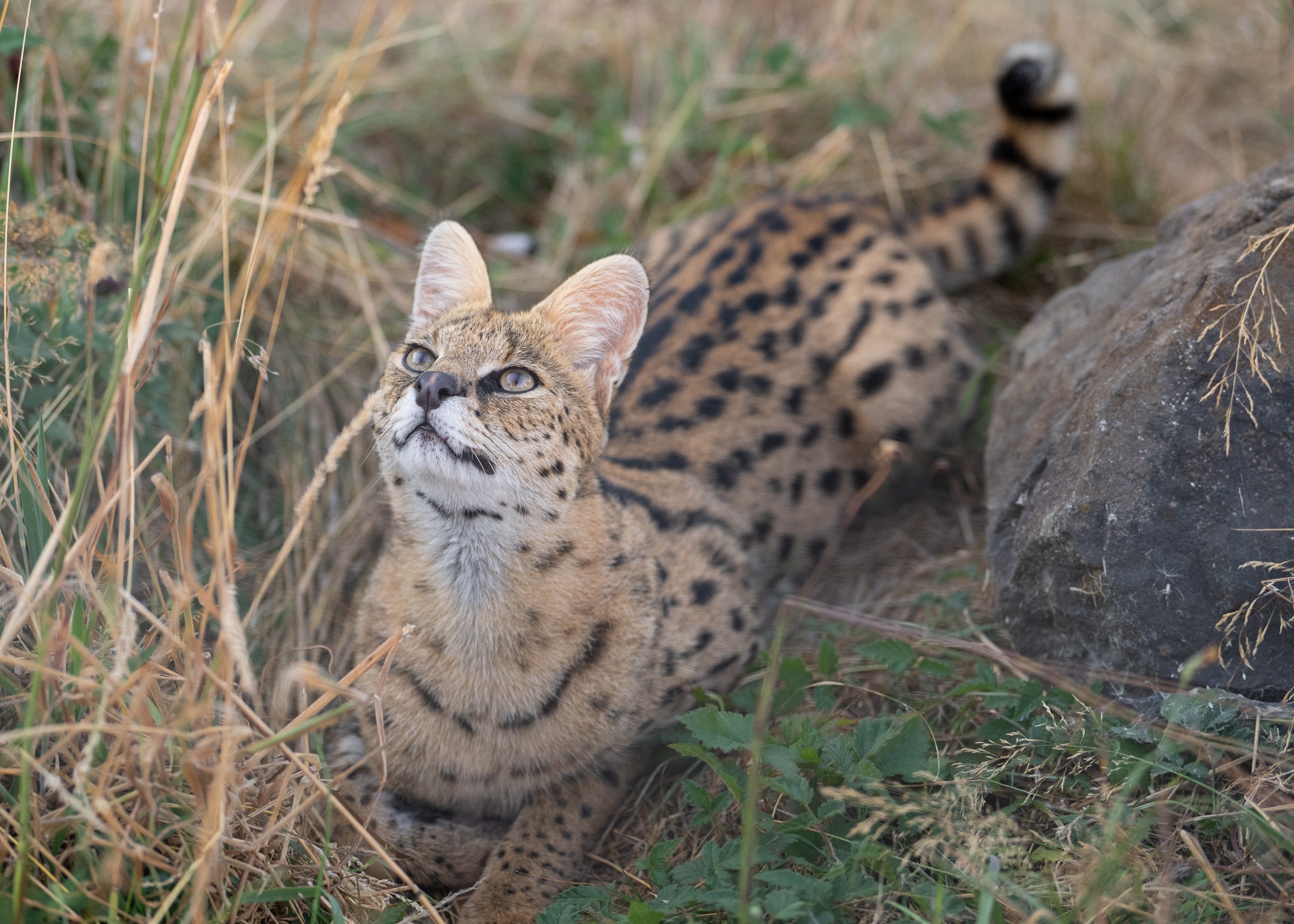 Luna - WildCat Ridge Sanctuary
